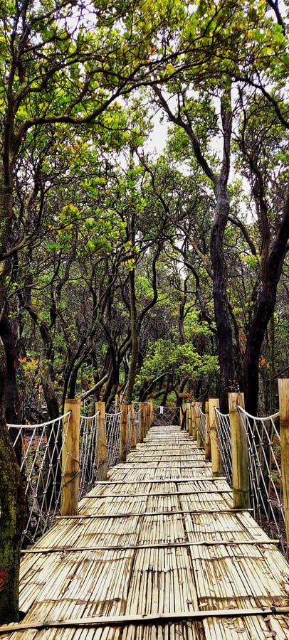 Forest in Ciwideuy Bandung West Java Indonesia Stock Photo - Image of ...