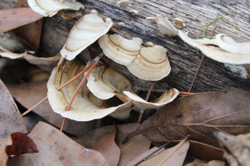Clam Shell Mushroom Stock Photos - Free & Royalty-Free Stock Photos ...