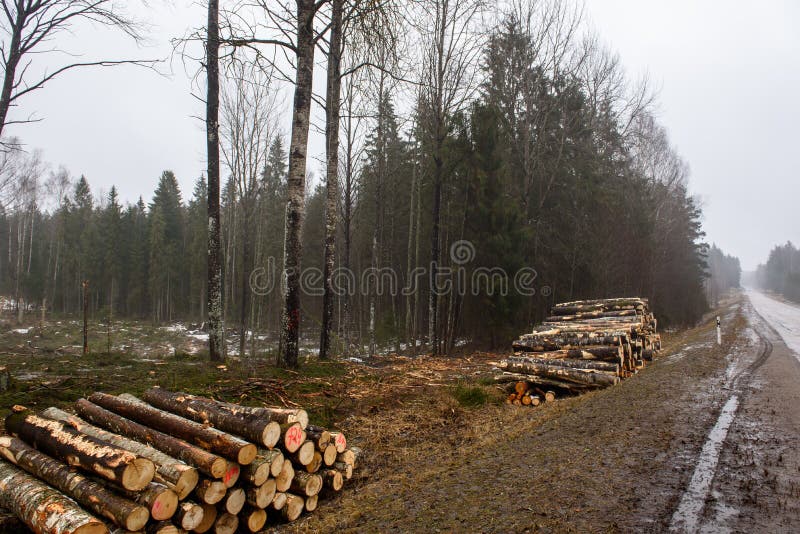 Forest Cleaning. Forestry Industry. Stock Photo - Image of care, wooden ...