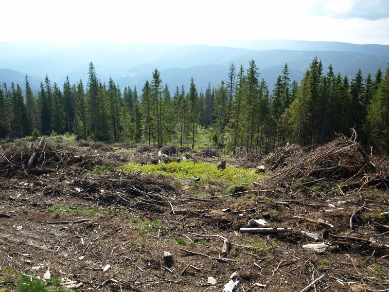 Forest Clear Cut Destruction Stock Image - Image of intense, natural ...