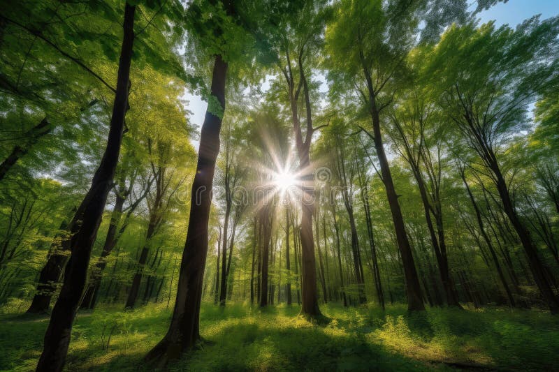 Forest with Clear View of the Sky, Sunlight Streaming through the Trees ...