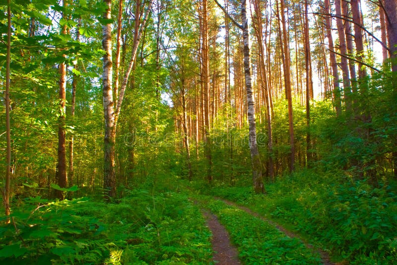 Forest on a Clear Warm Summer Day. Stock Photo - Image of kostroma ...