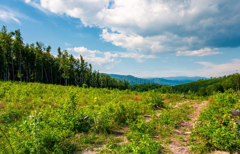 Forest Clearance or Being Logged Down Due To Development in Tropical ...