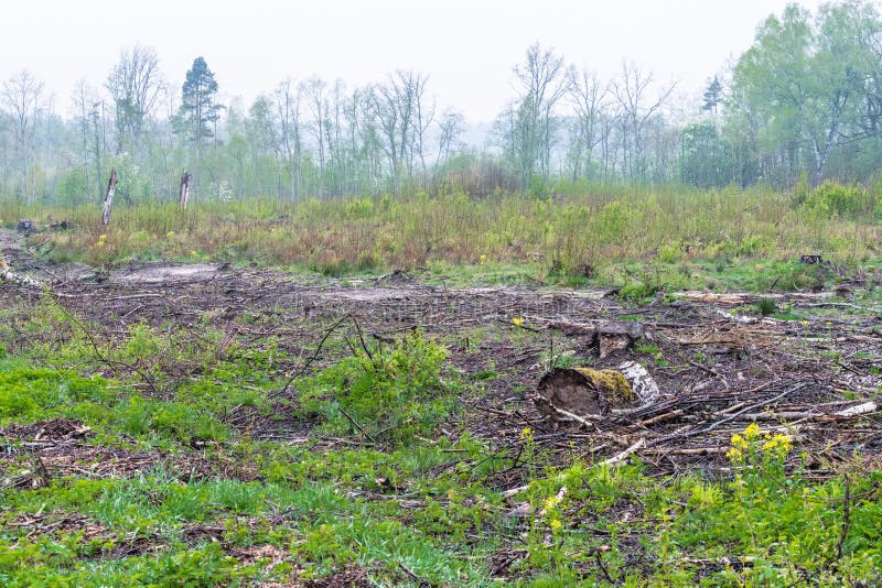 Forest Clearing during Cloudy Weather Stock Image - Image of outdoors ...
