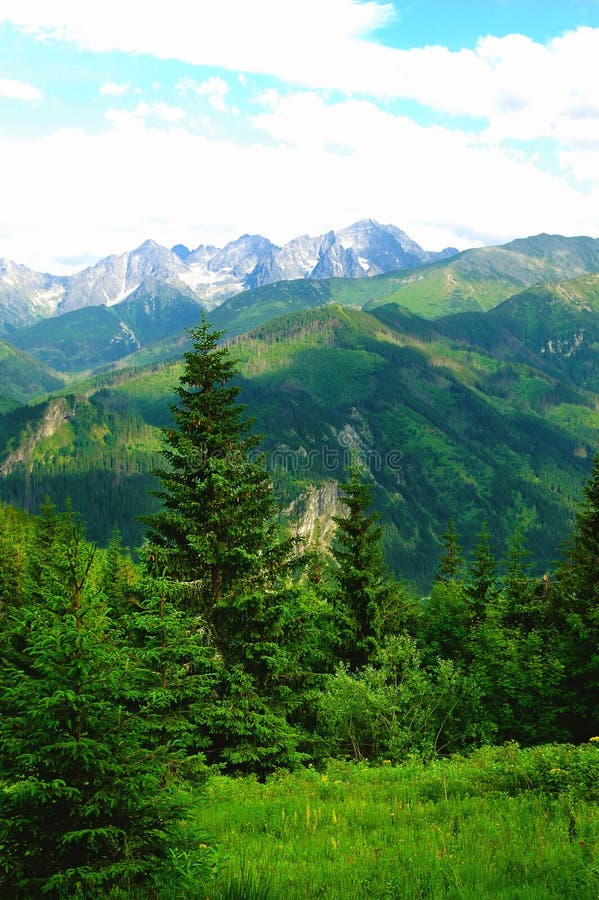 Forest Clearing at the Edge of a Deep Valley Stock Photo - Image of ...