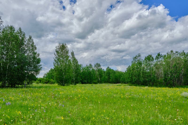 Forest Clearing with Flowering Grasses Background Birch Forest Stock ...