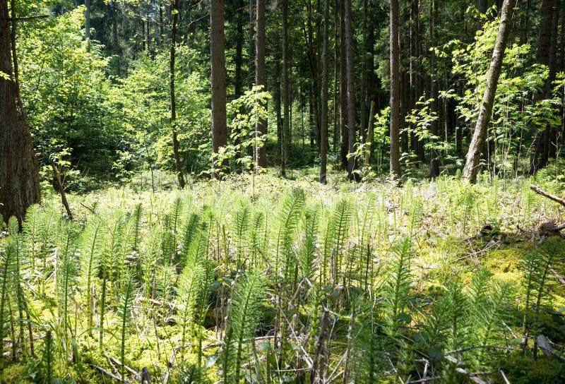 Forest Clearing with Green Horsetail Plants, Medicinal Herbs Stock ...