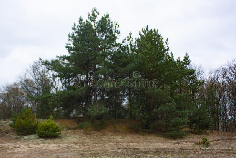 A Forest Clearing with Green Pines on a Small Hill Stock Photo - Image ...