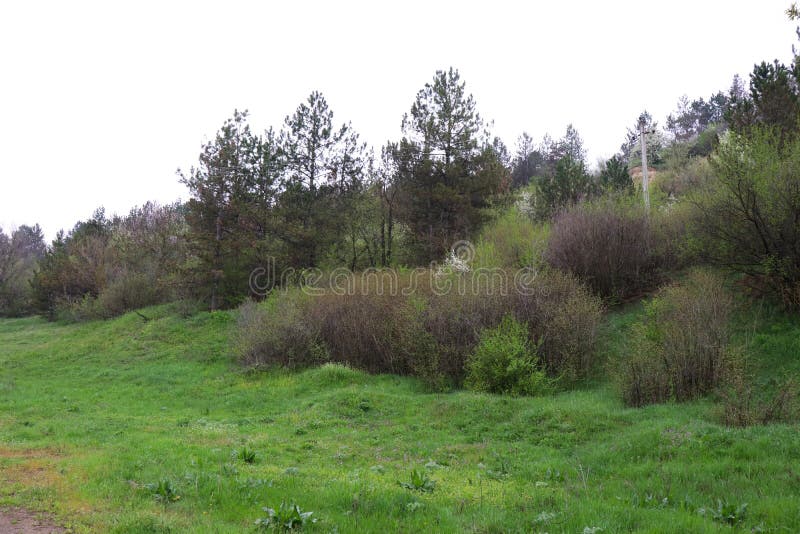 A Forest Clearing with Lush Green Grass in Spring. the Clearing is ...