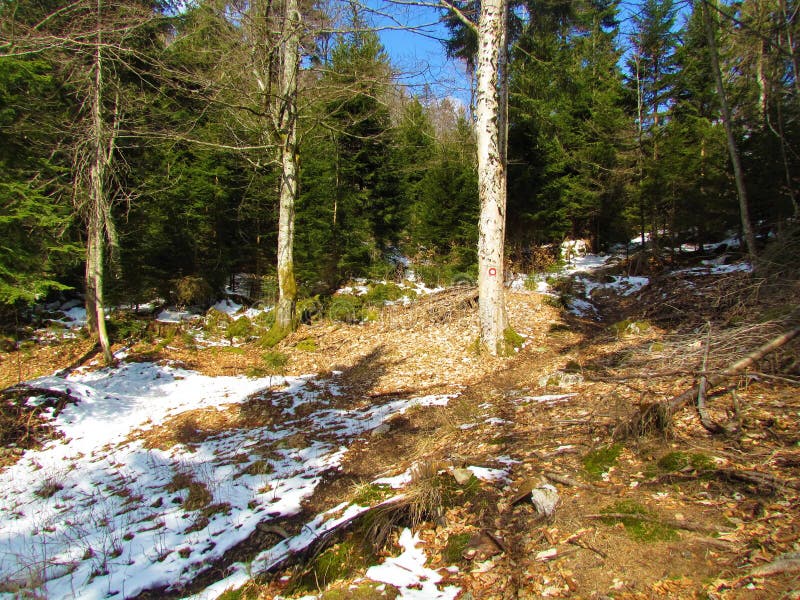 Forest Clearing with a Maple Tree and a Spruce Forest Behind Stock ...