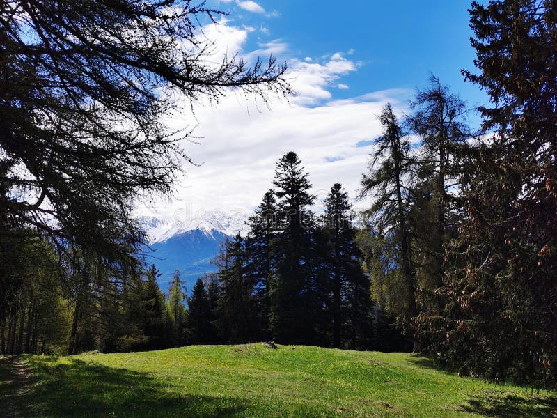Forest Clearing with Mountain in the Background Stock Photo - Image of ...