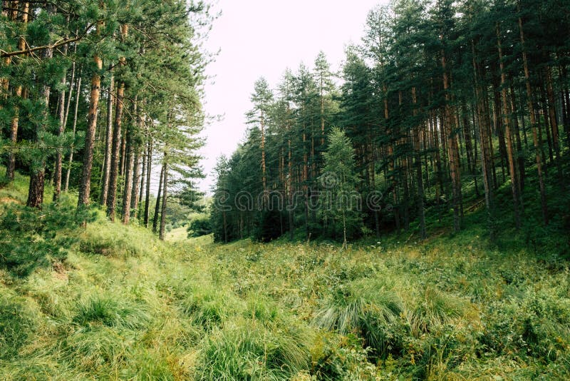 Forest Clearing with Path Leading through Stock Image - Image of ...