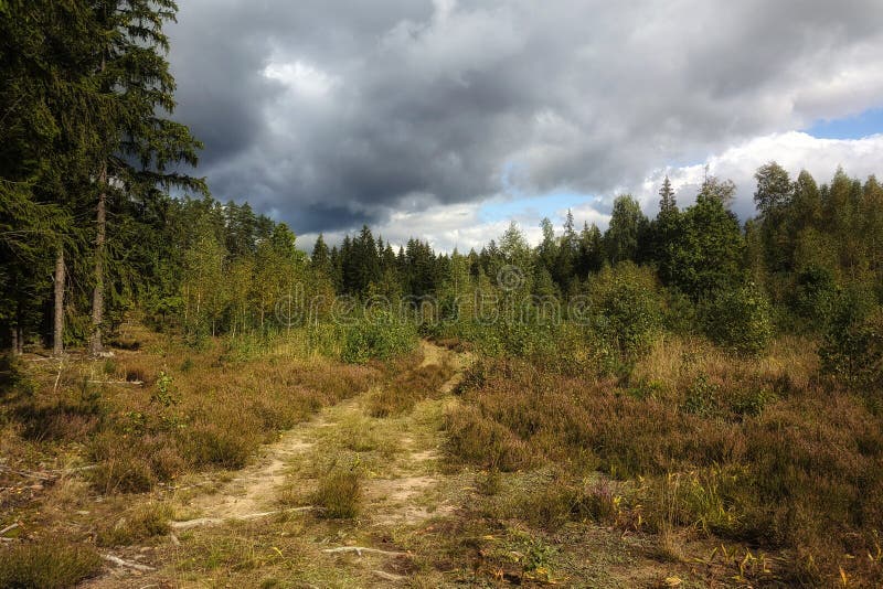 A Forest Clearing and a Pre-thunderstorm Sky Stock Image - Image of ...