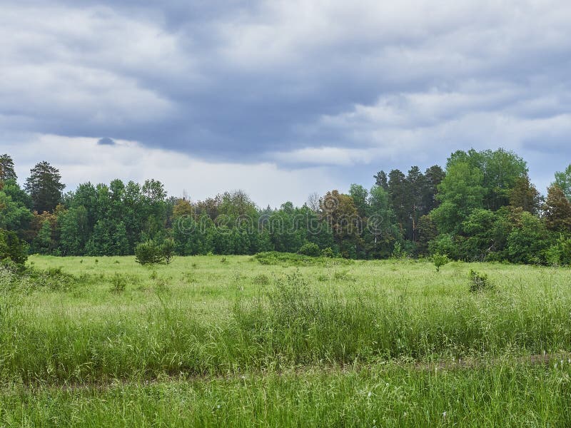 Forest clearing after rain stock photo. Image of trees - 188667992