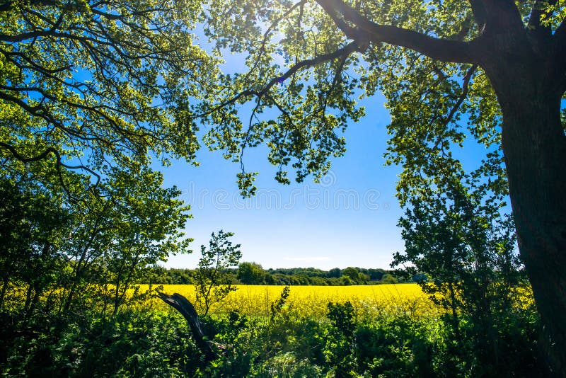Forest clearing stock photo. Image of canola, cole, brassica - 34467634