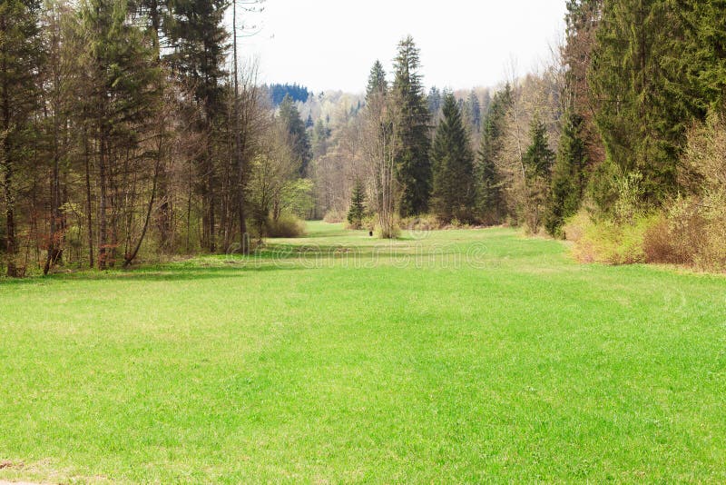 Forest clearing stock photo. Image of outdoor, park, grassland - 30957620