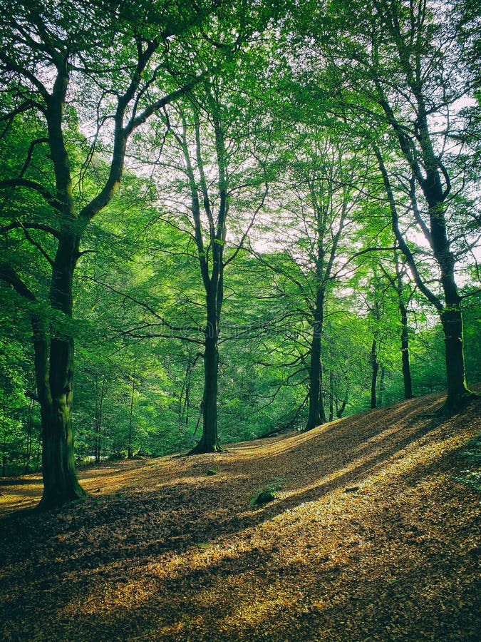 Woodland Clearing in Autumn Beech Forest with Tall Old Trees and Fallen ...