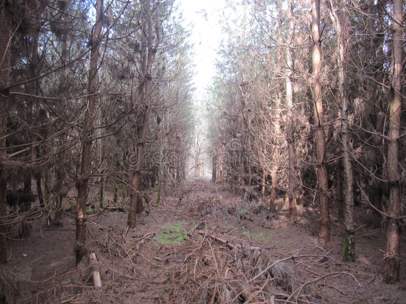 Forest Clearing stock photo. Image of woodlands, forest - 111590428