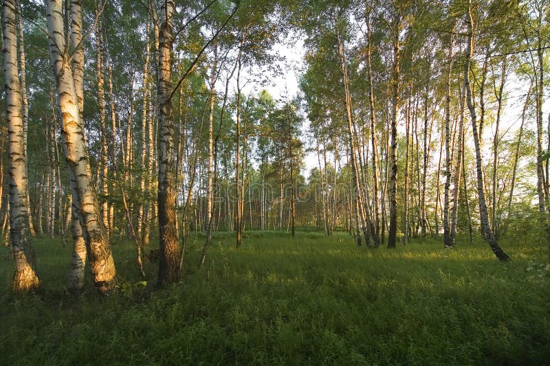 A Forest Clearing with Thick Green Grass is Illuminated by the Morning ...