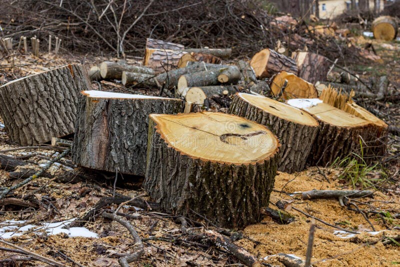 A Forest Clearing after Tree Felling Stock Photo - Image of forest ...