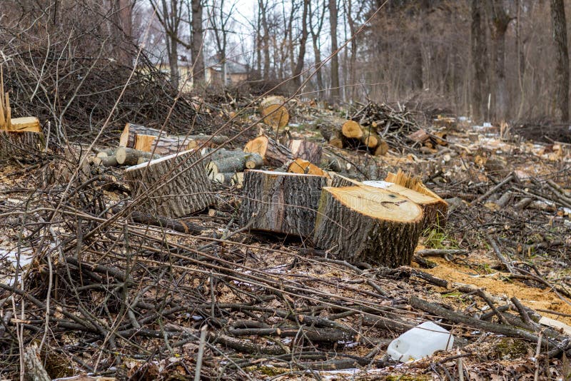 A Forest Clearing after Tree Felling Stock Image - Image of outdoor ...