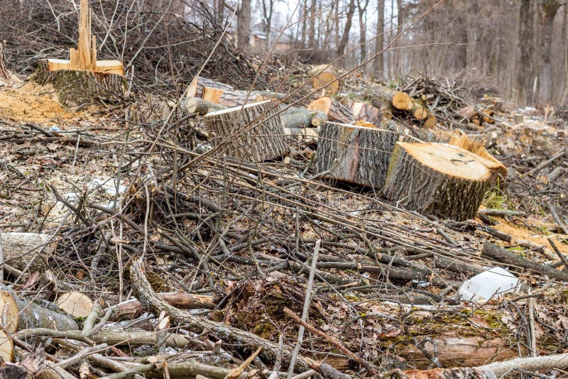 A Forest Clearing after Tree Felling Stock Photo - Image of natural ...