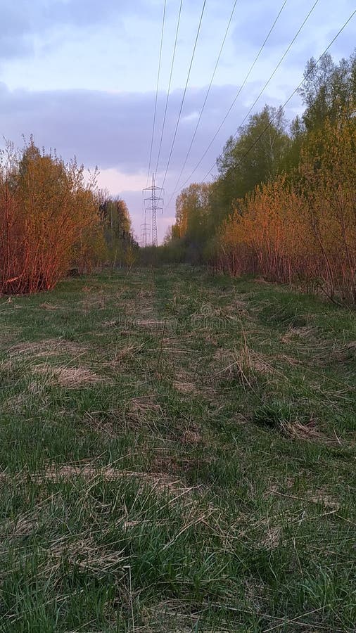 A Forest Clearing Under the Power Lines with Pillars. Nature Stock ...