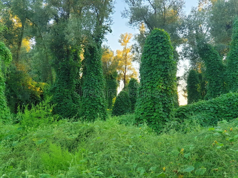 Kudzu & Clouds stock photo. Image of growth, unrestrained - 922588