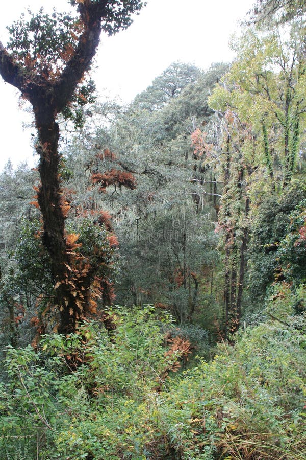 Forest Closed To Paro (bhutan) Stock Photo - Image of plant, foliage ...