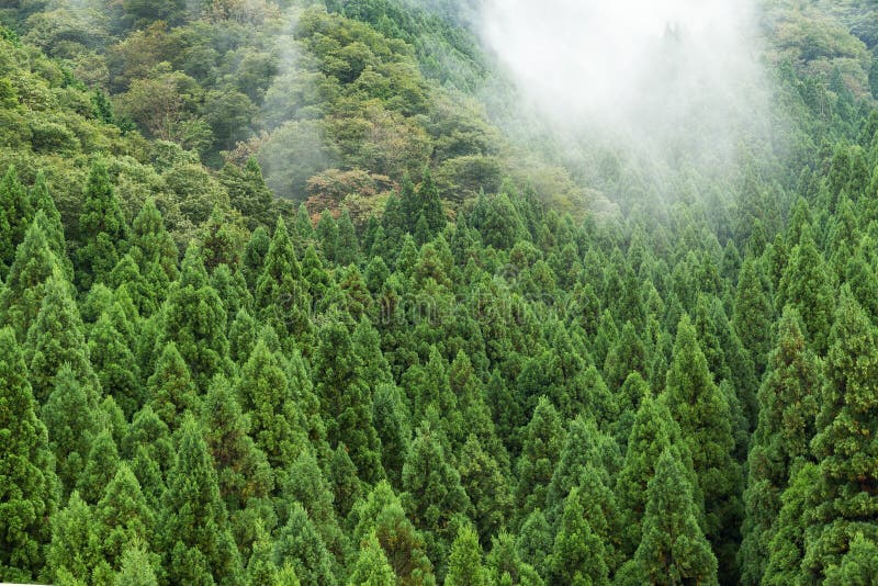 Forest and cloud stock photo. Image of light, countryside - 82320664