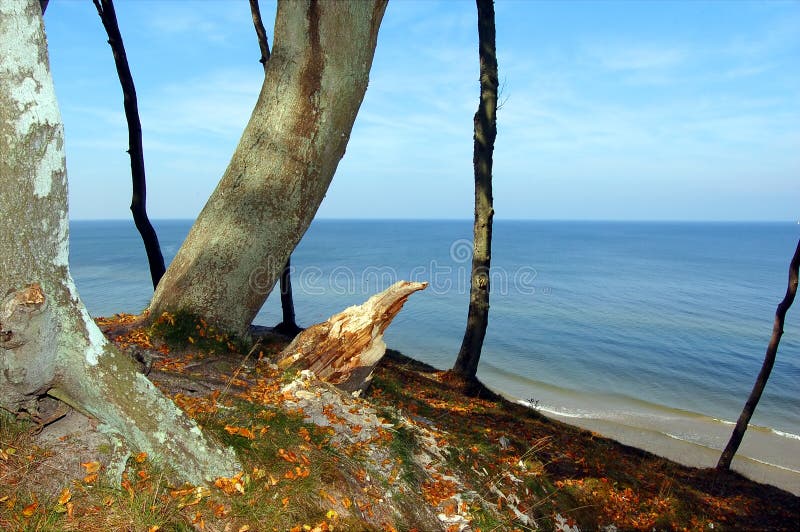 Forest Coast Picture. Image: 1286372