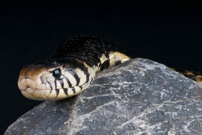 Forest cobra stock photo. Image of venom, white, snakes - 19851282
