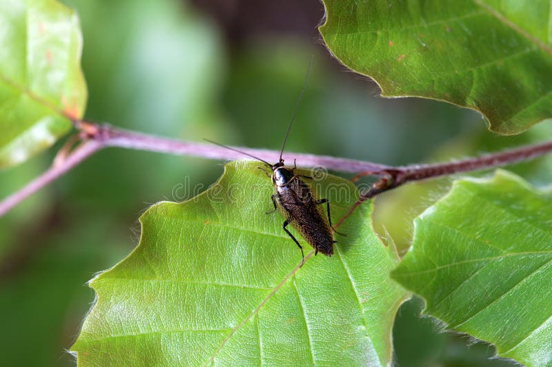 Forest Cockroach, Ectobius Sylvestris, on a Plant Stock Image - Image ...