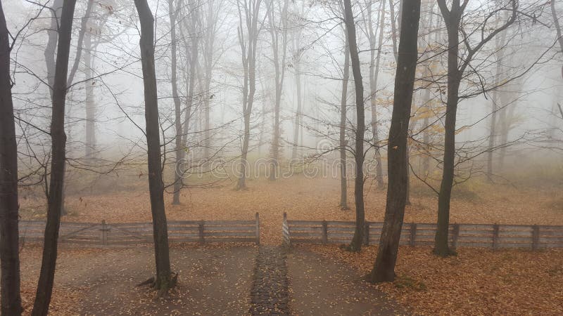 Forest codrii moldovei stock photo. Image of forest, codrii - 80800776