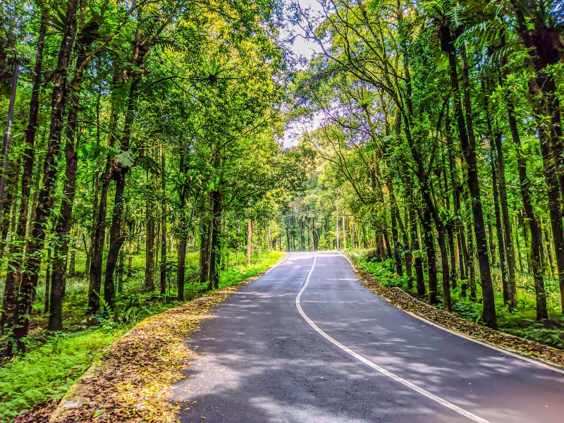 Forest Cold in Country Indonesia Stock Image - Image of sejuk, forest ...