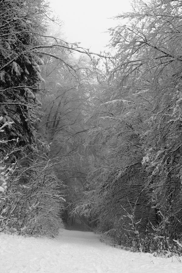 Forest at a Cold Day in Winter As a Black and White Picture. Snow on ...