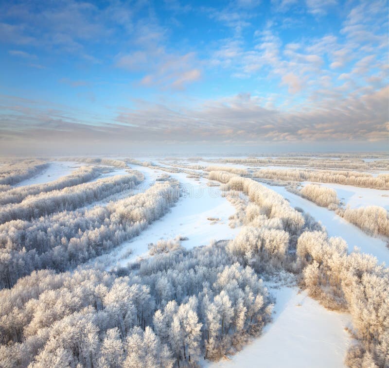 Forest during Cold Winter Day Stock Photo - Image of scene, cold: 28704504