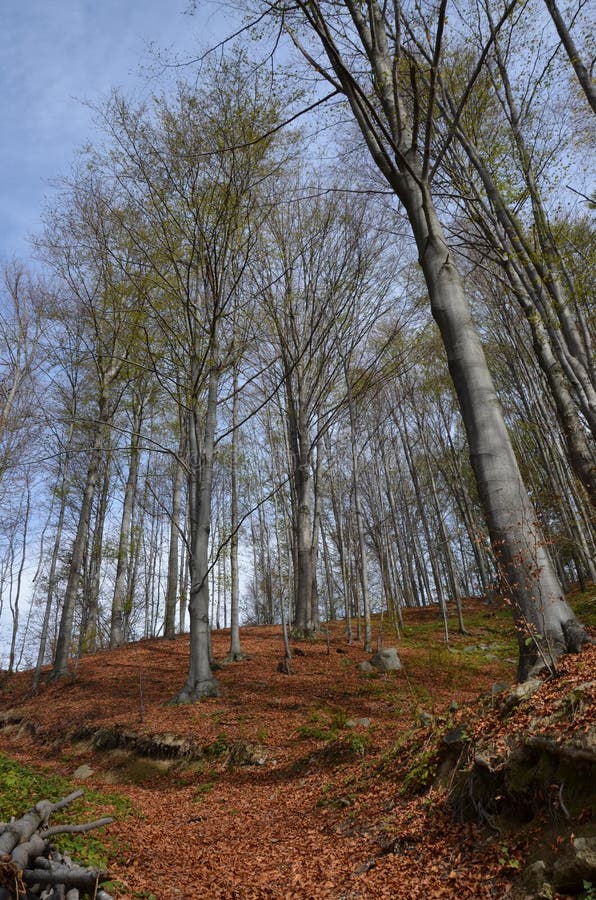 Forest stock photo. Image of leaf, scenery, wood, forest - 37436778