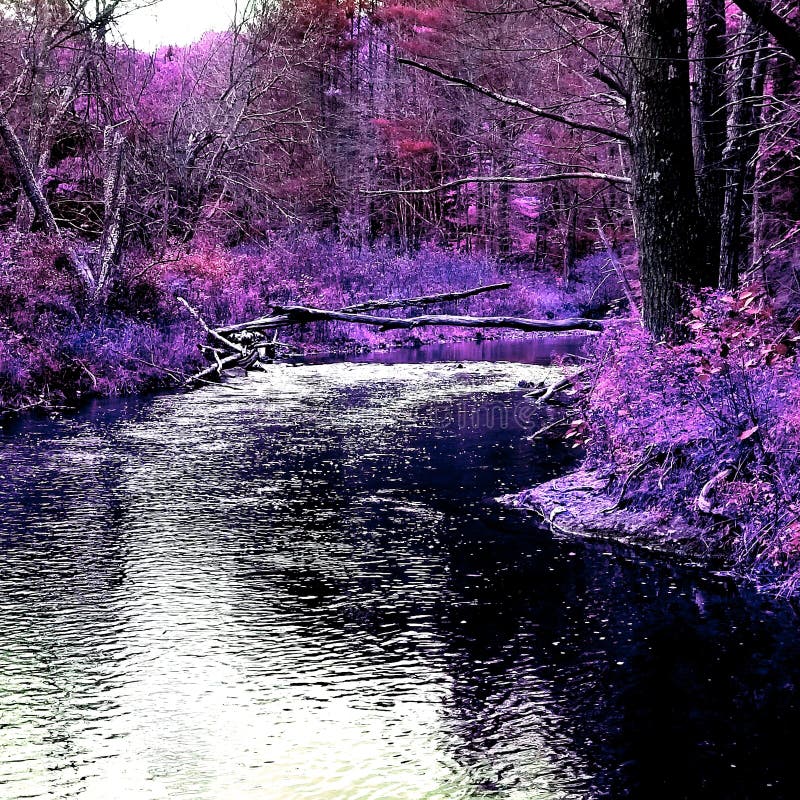 Forest of color stock photo. Image of nice, landscaping - 130031578