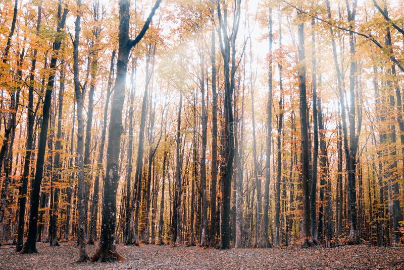 Forest colored stock photo. Image of mountain, outdoor - 17172896