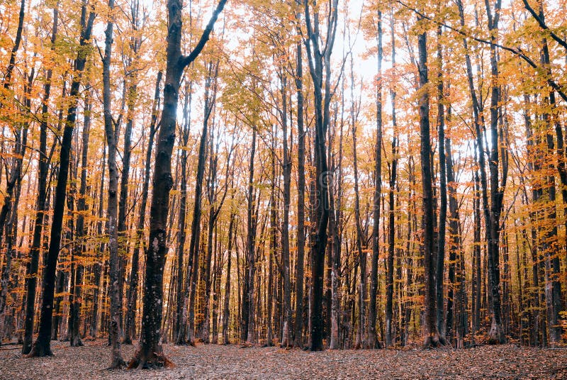 Forest colored stock image. Image of open, undergrowth - 17323673