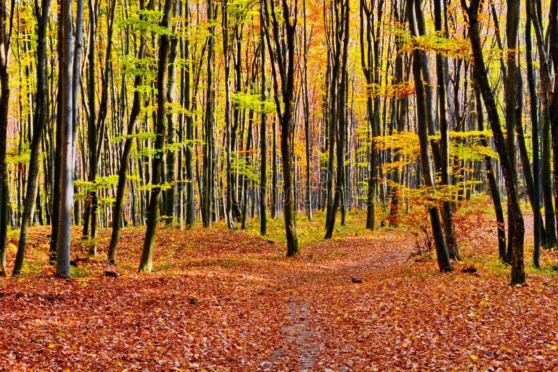Fall Forest stock photo. Image of outdoor, weather, rake - 130069898