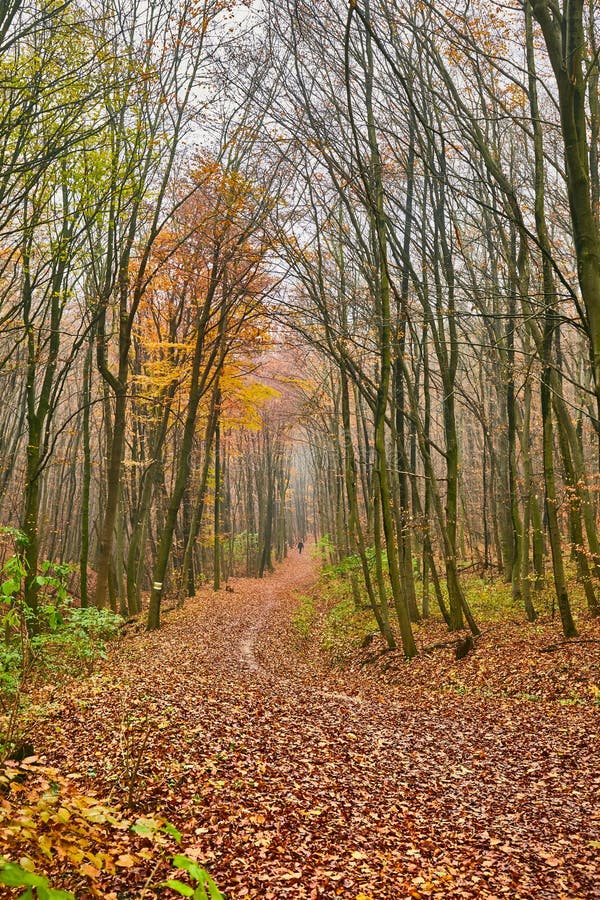 Autumn park path stock image. Image of fall, hills, nature - 101382749