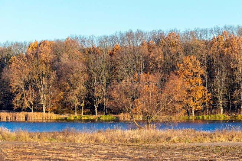 Forest with Colorful Trees by the River in Autumn in Sunny Weather ...