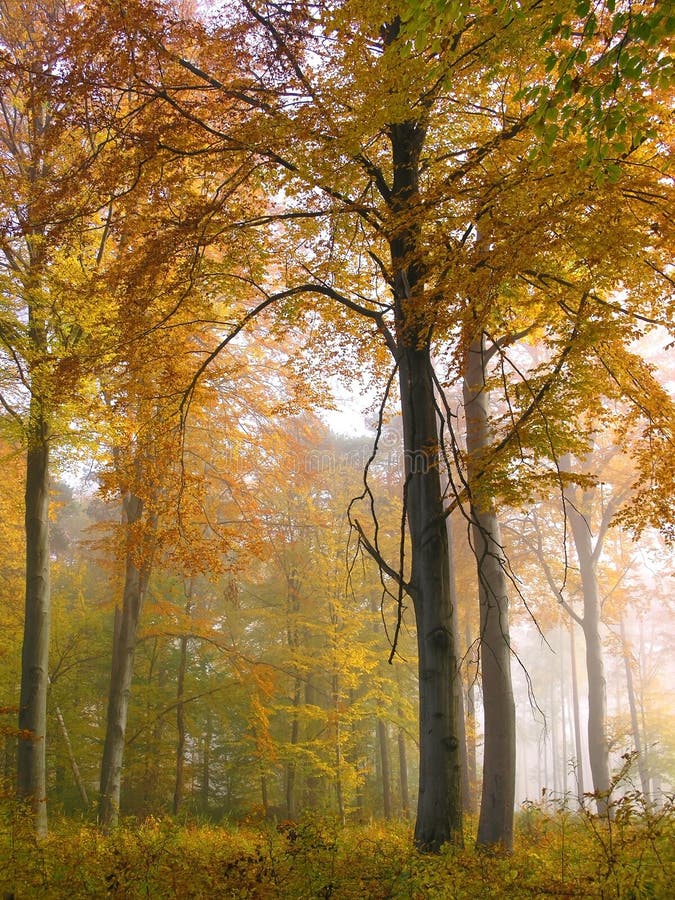Forest colors stock image. Image of bright, lake, nature - 4137885