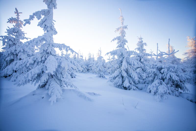 Forest colors stock photo. Image of early, trees, broken - 86940876