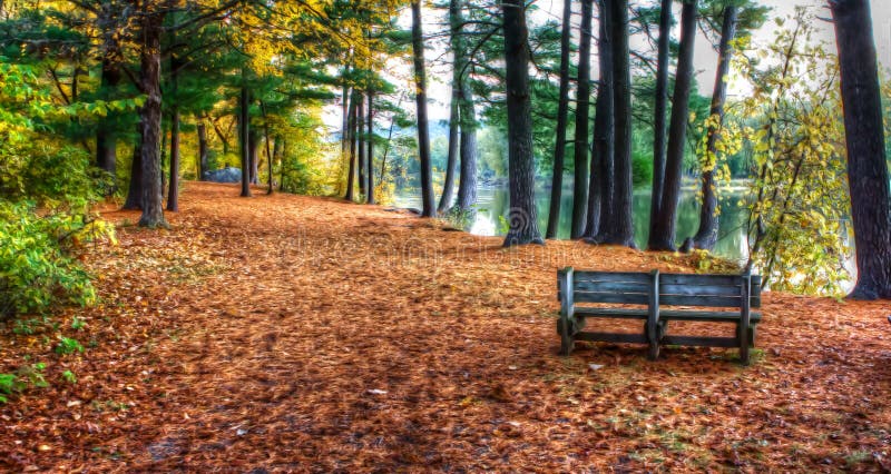 Forest Colors in the Fall stock image. Image of october - 11021257