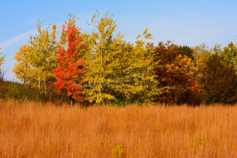 Forest Colors in the Fall in Hdr Stock Photo - Image of nature, autumn ...