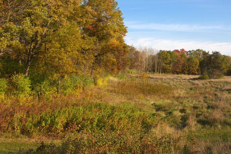 Forest Colors in the Fall in Hdr Stock Image - Image of scenic, grasses ...