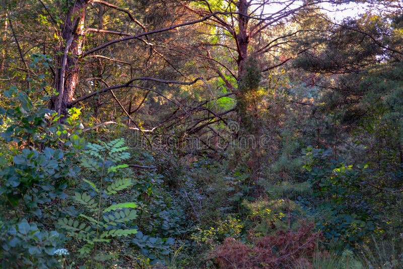 Forest colors stock image. Image of forest, nature, light - 157286041